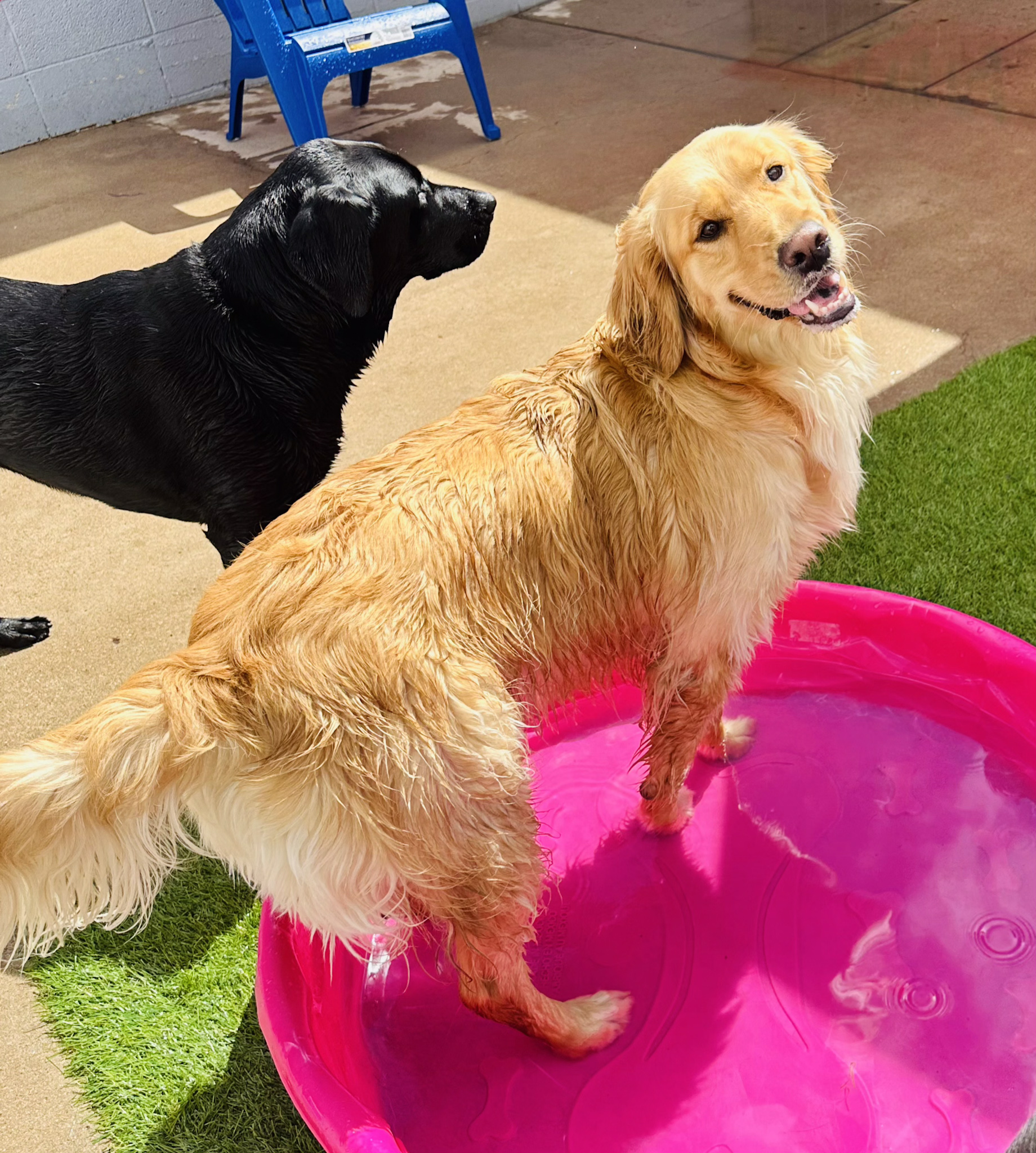 Daycare & Boarding - Colorado Springs - Mountain Dogs